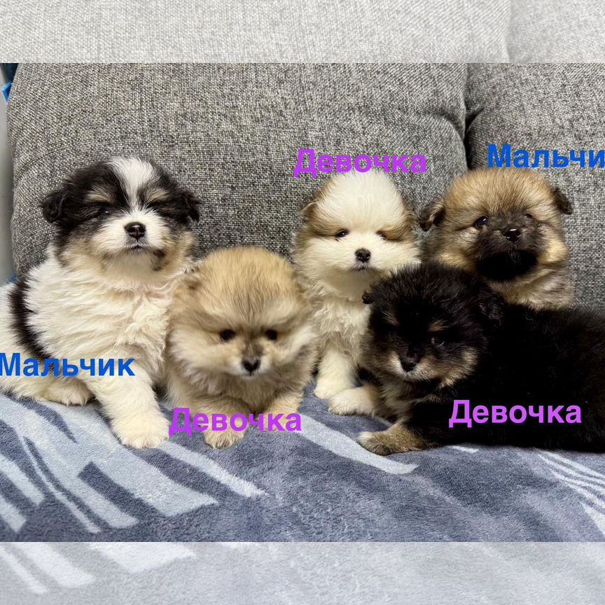 Щенки шпица