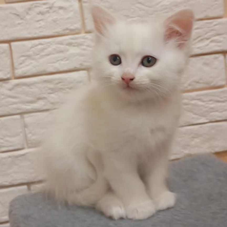 Котята в добрые руки бесплатно девочка