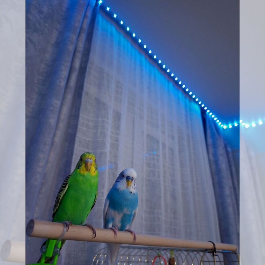 Волнистый попугай с клеткой