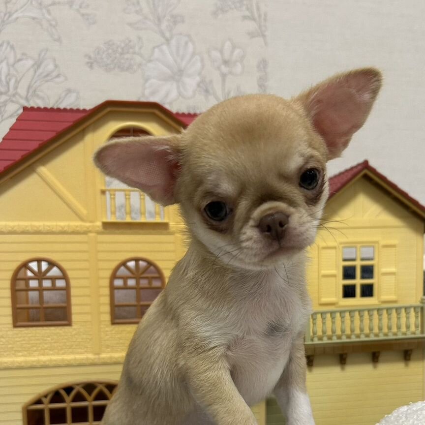 Чихуахуа малыш