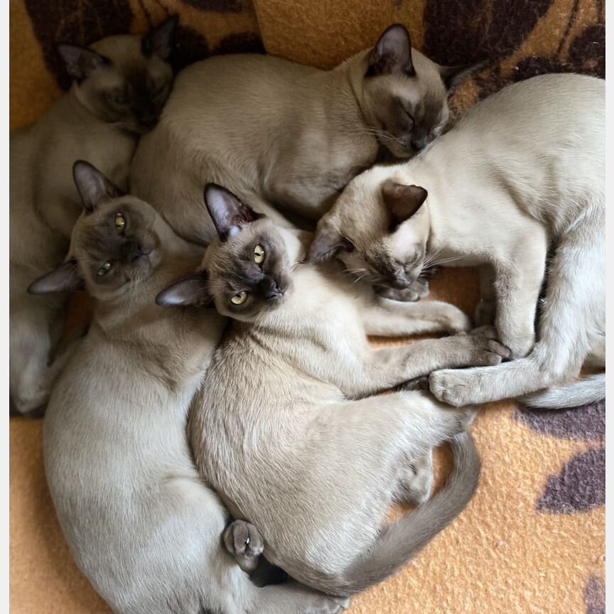 Котята европейской бурмы