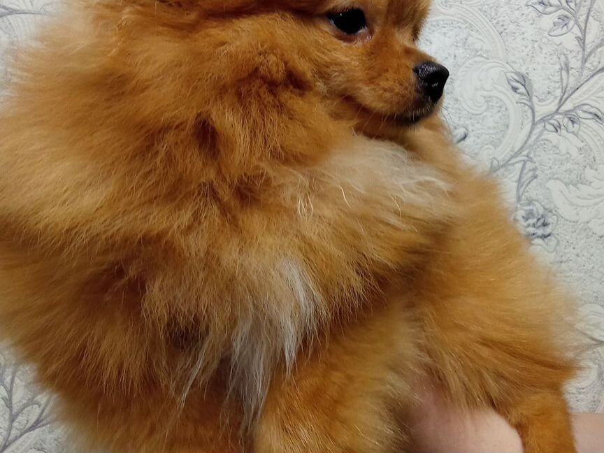 Померанский шпиц