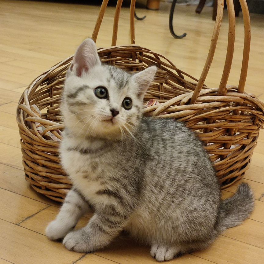 Котёнок с открытки шотландский котёнок "whiskas"