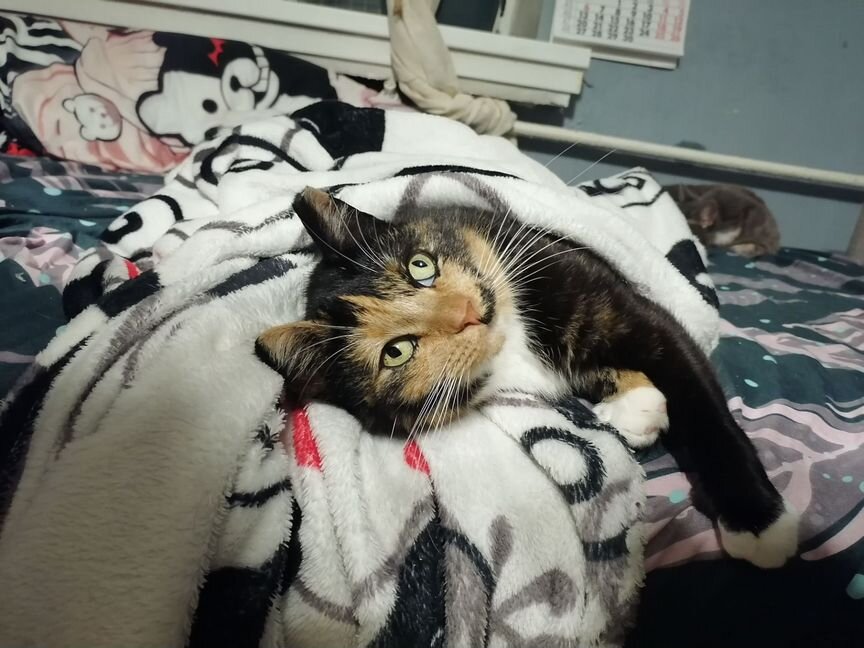 Кошка Сильда