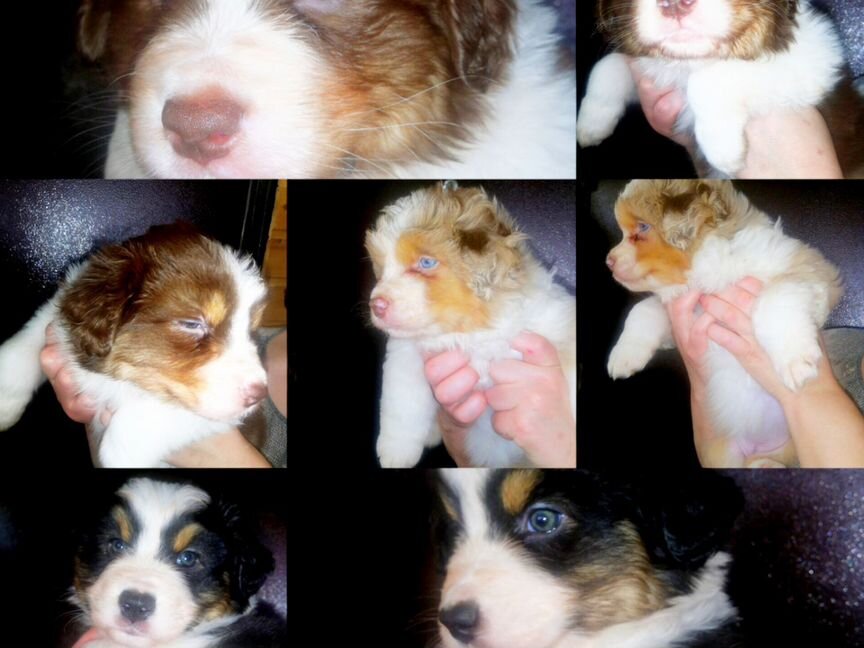 Щенки австралийской овчарки(аусси)