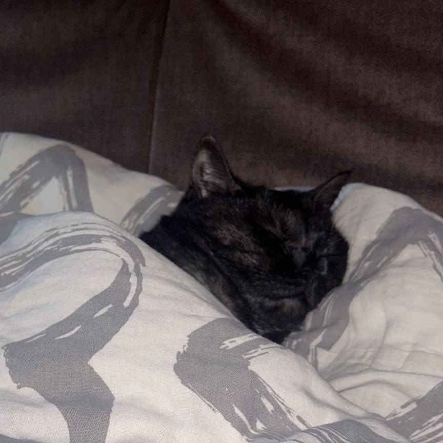 Взрослая, кошка в добрые руки