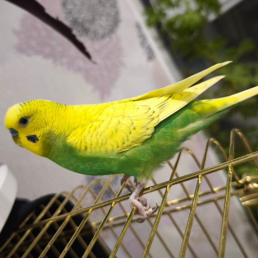 Волнистый попугай ручной с клеткой