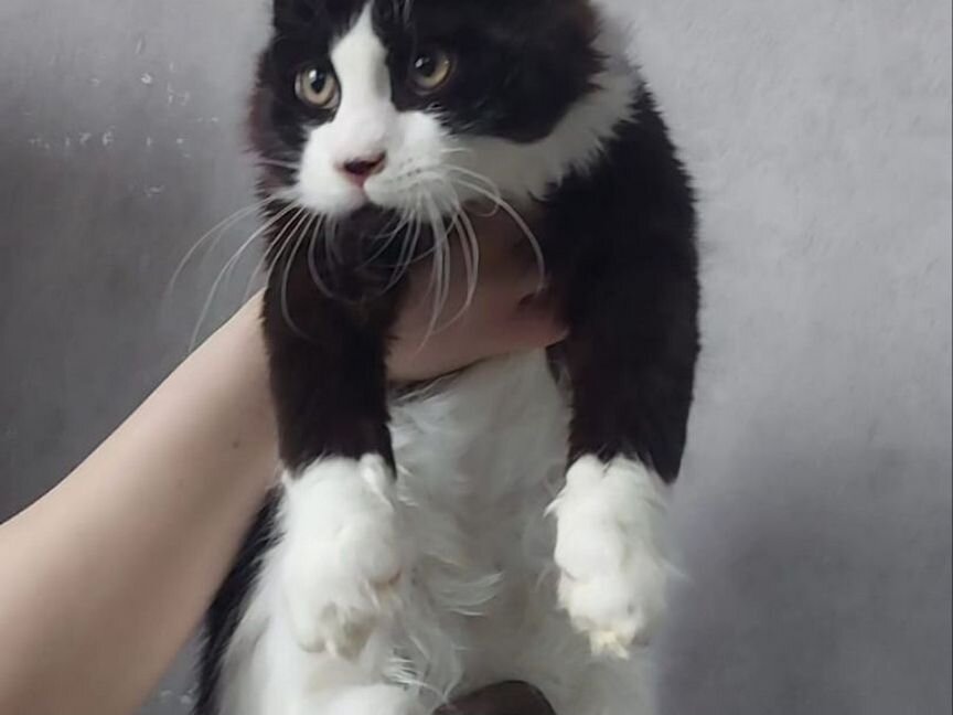 Котик меин-кун