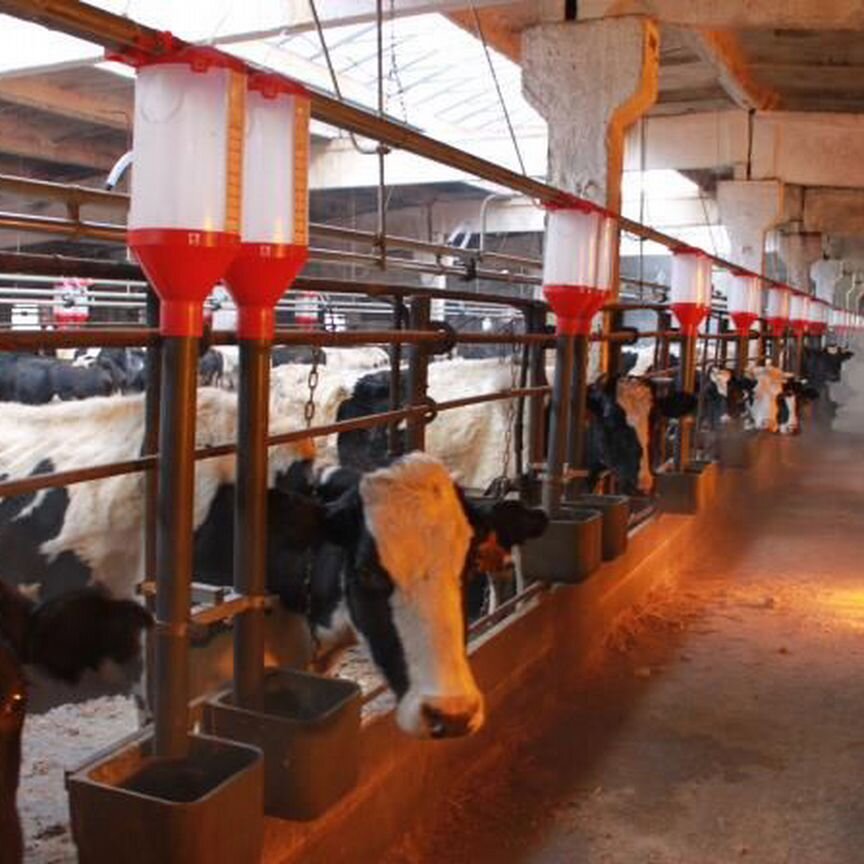 Система автоматического кормления крс