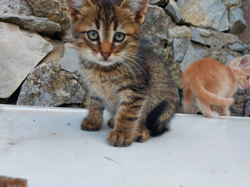 Котята в добрые руки даром