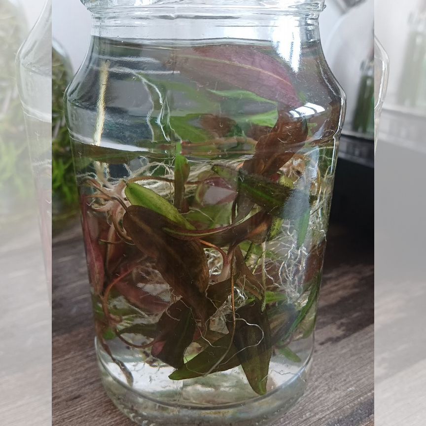 Аквариумные растения прополка