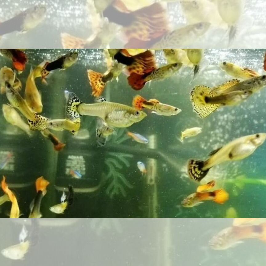 Аквариумные рыбки