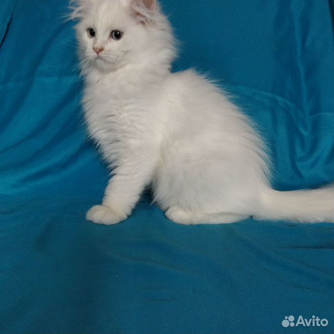 Белые сибиряки невские маскарадные