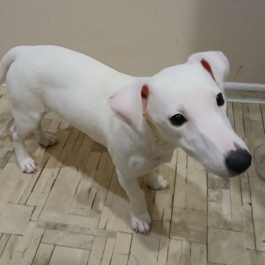 Джек-рассел-терьер, щенок