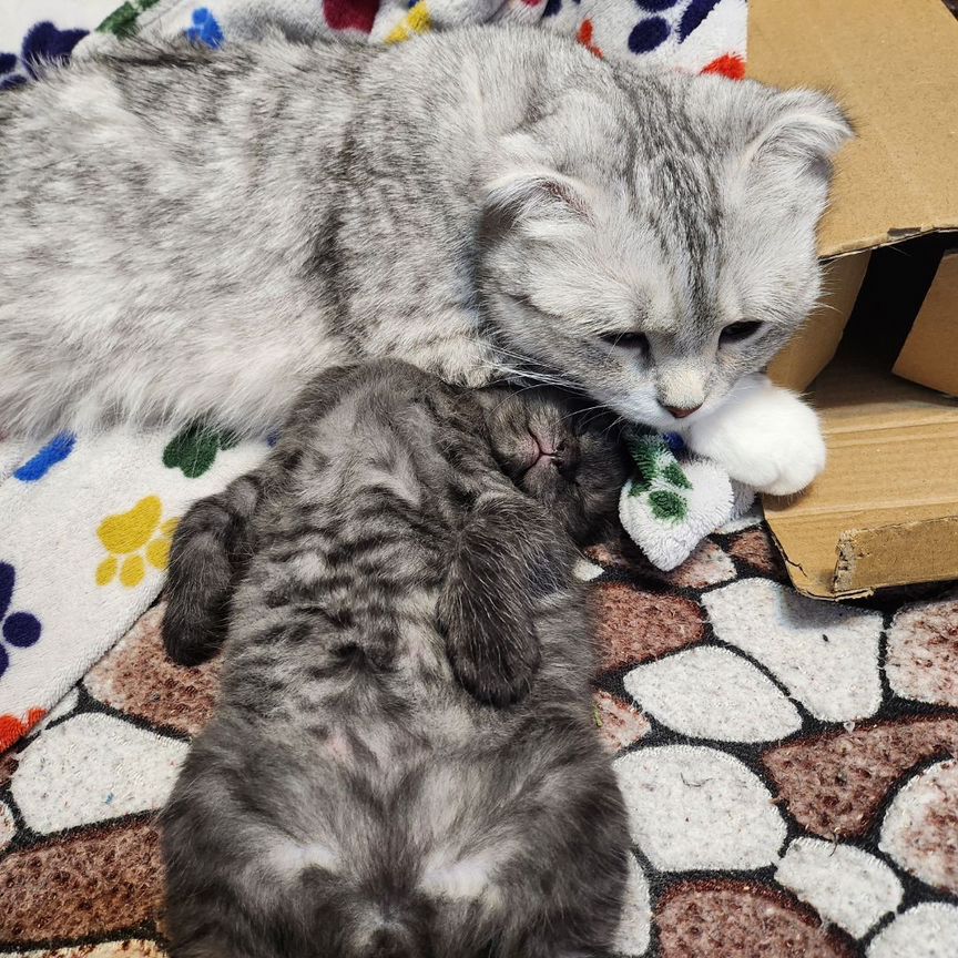 Милаха котенок