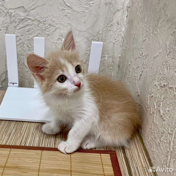 Котенок Вита отдам в добрые руки