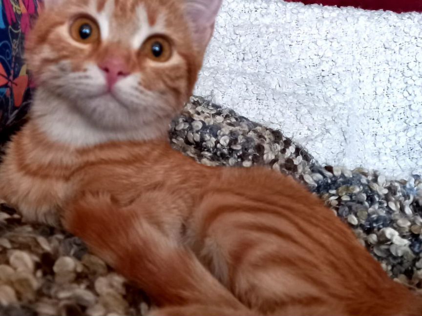 Ярко-рыжая молодая кошечка Алиса в добрые руки