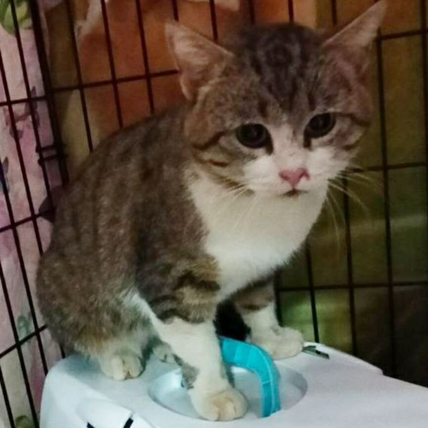 Взрослый кот в добрые руки