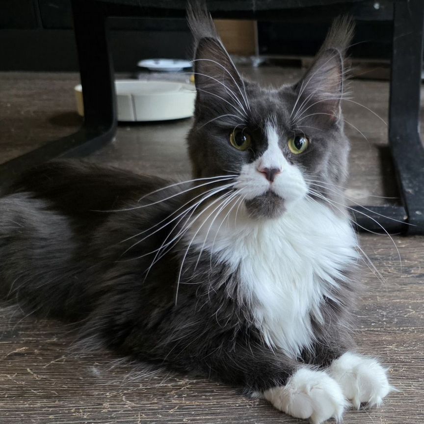 Мейн-кун котёнок