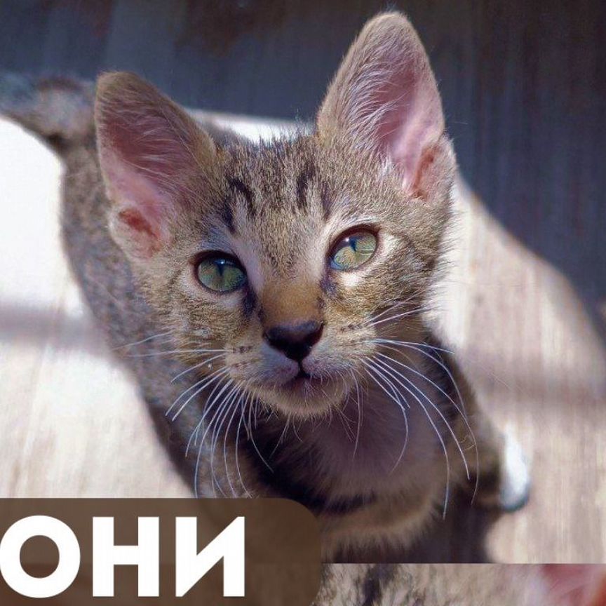 Мальчики котята Бони и Финя в добрые руки