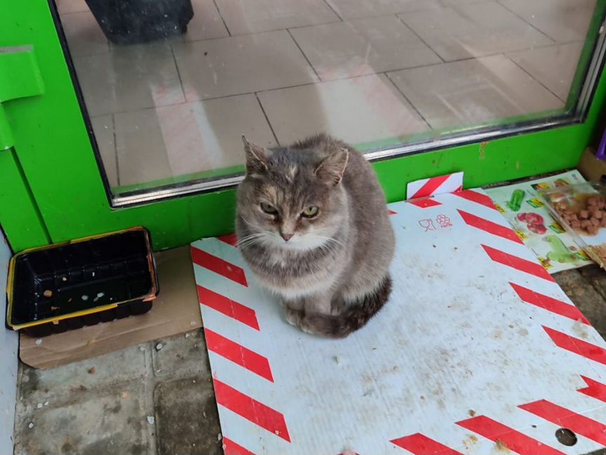 Кошечка молодая