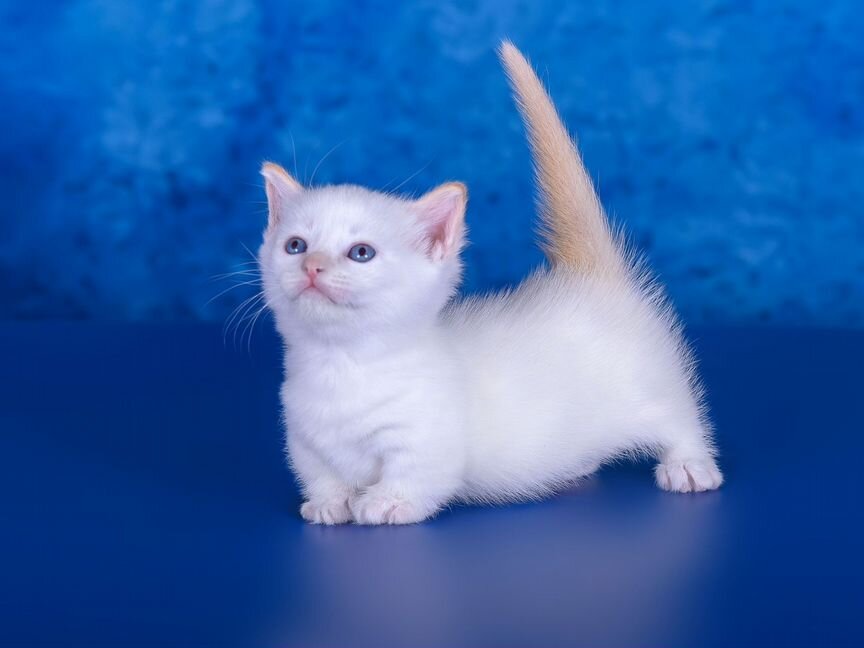 Котята манчкин