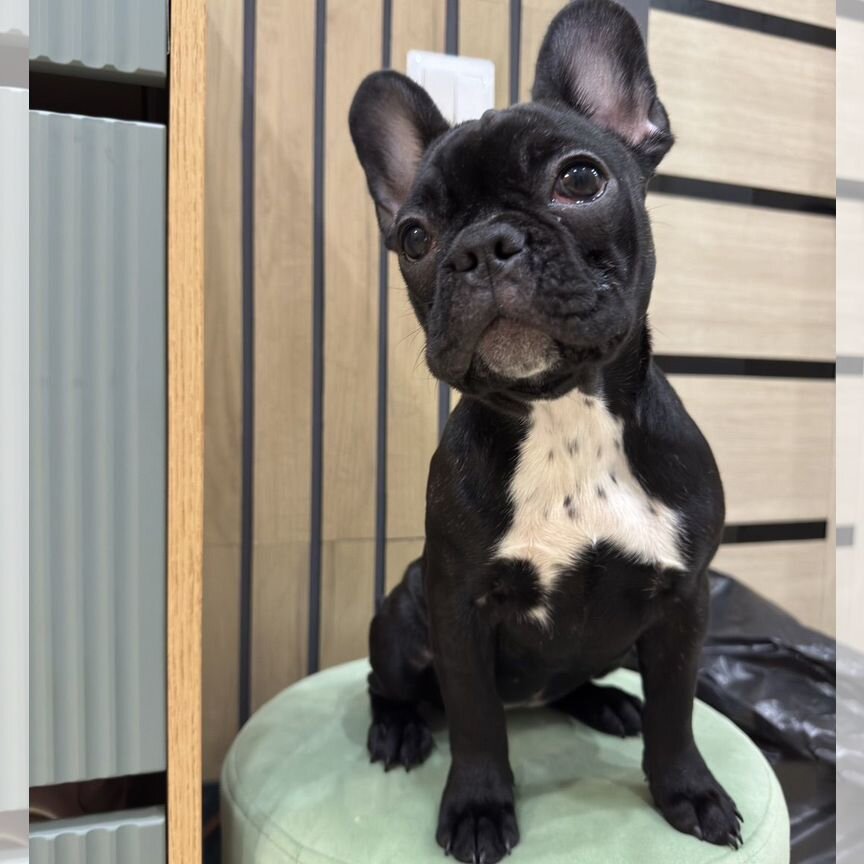 Французский бульдог, щенок