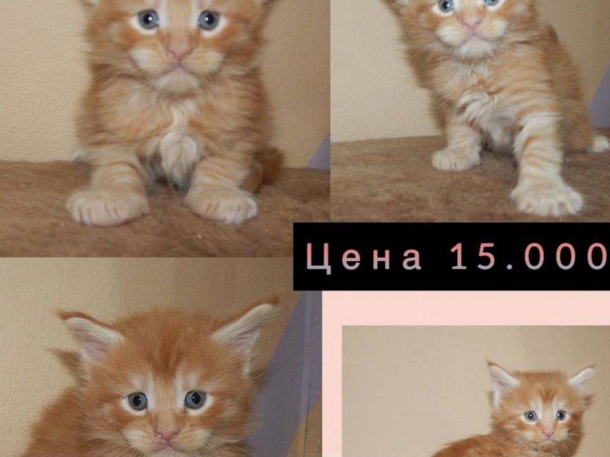 Мейн-кун котята