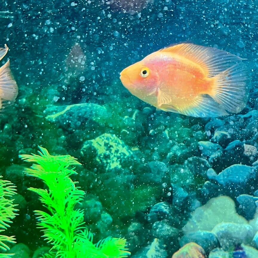 Рыба японский попугай
