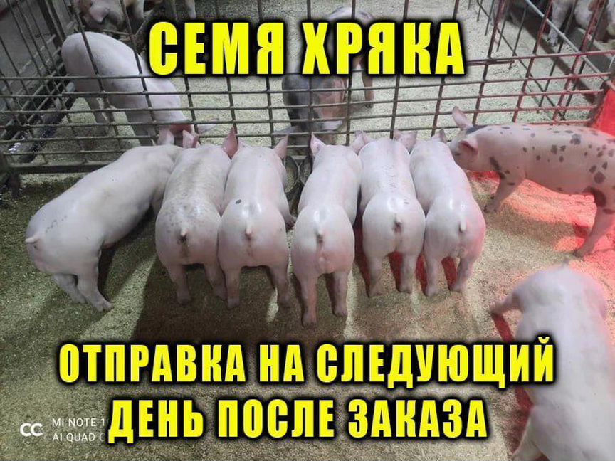 Семя хряка