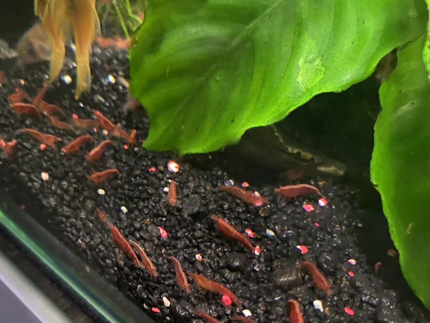 Креветки Вишня