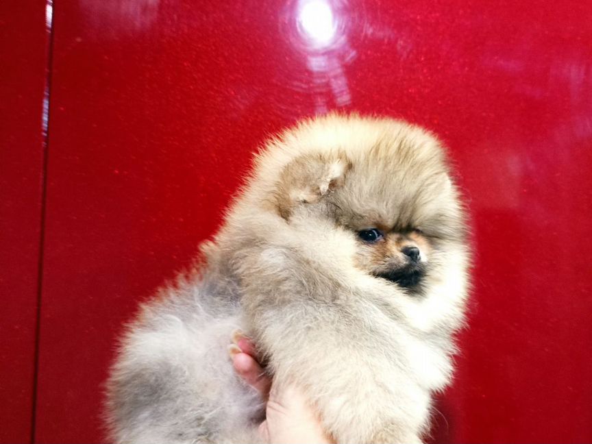 Померанский шпиц