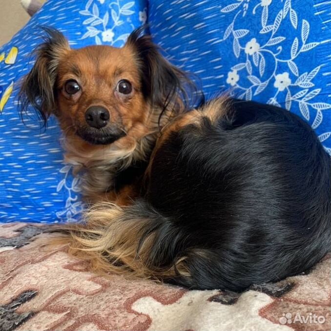 Собака русский той терьер "Ромашка"