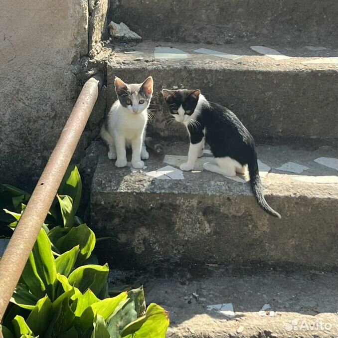 Котята кошки крысоловки бесплатно