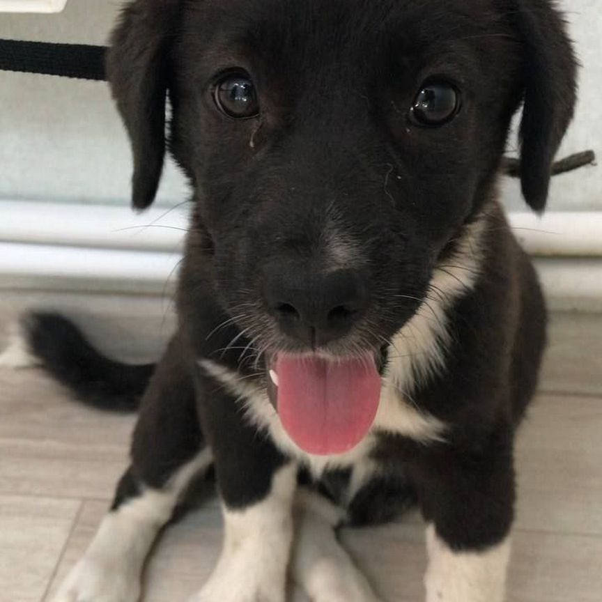 Маленький щенок в добрые руки