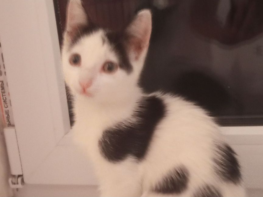 СРО чно отдать котёнка