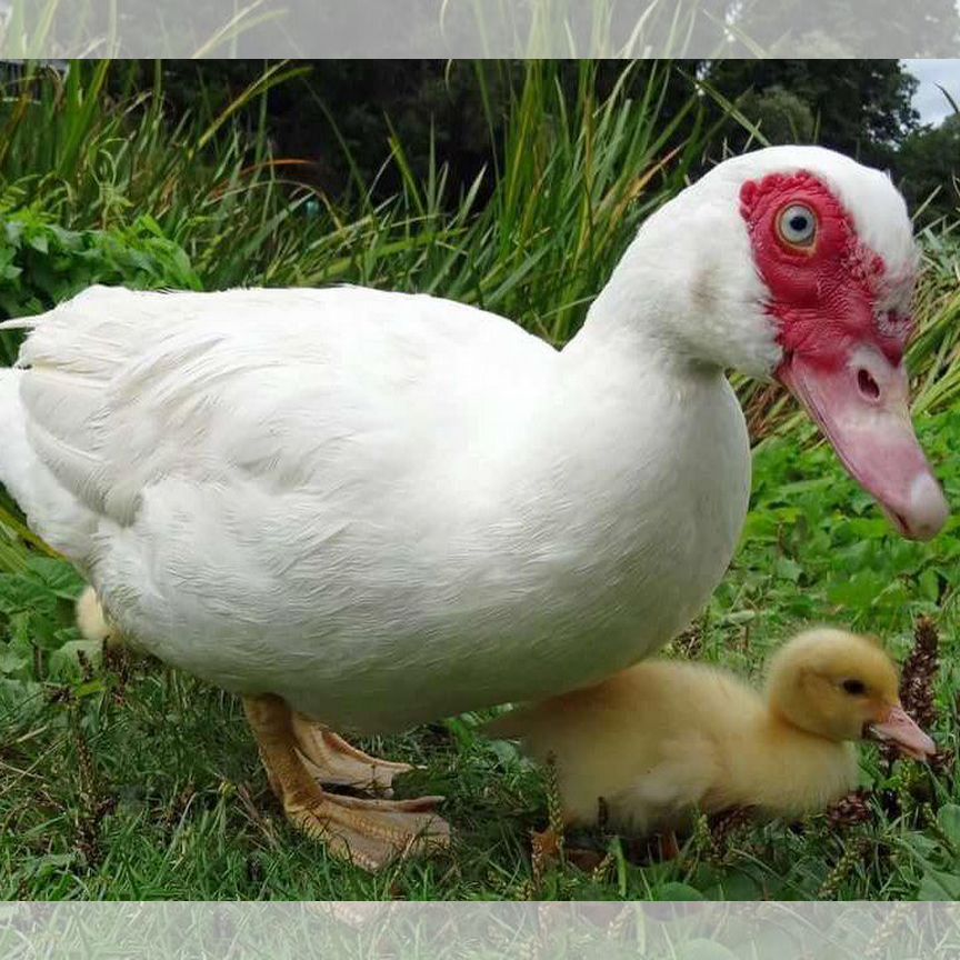 Продам индоуток