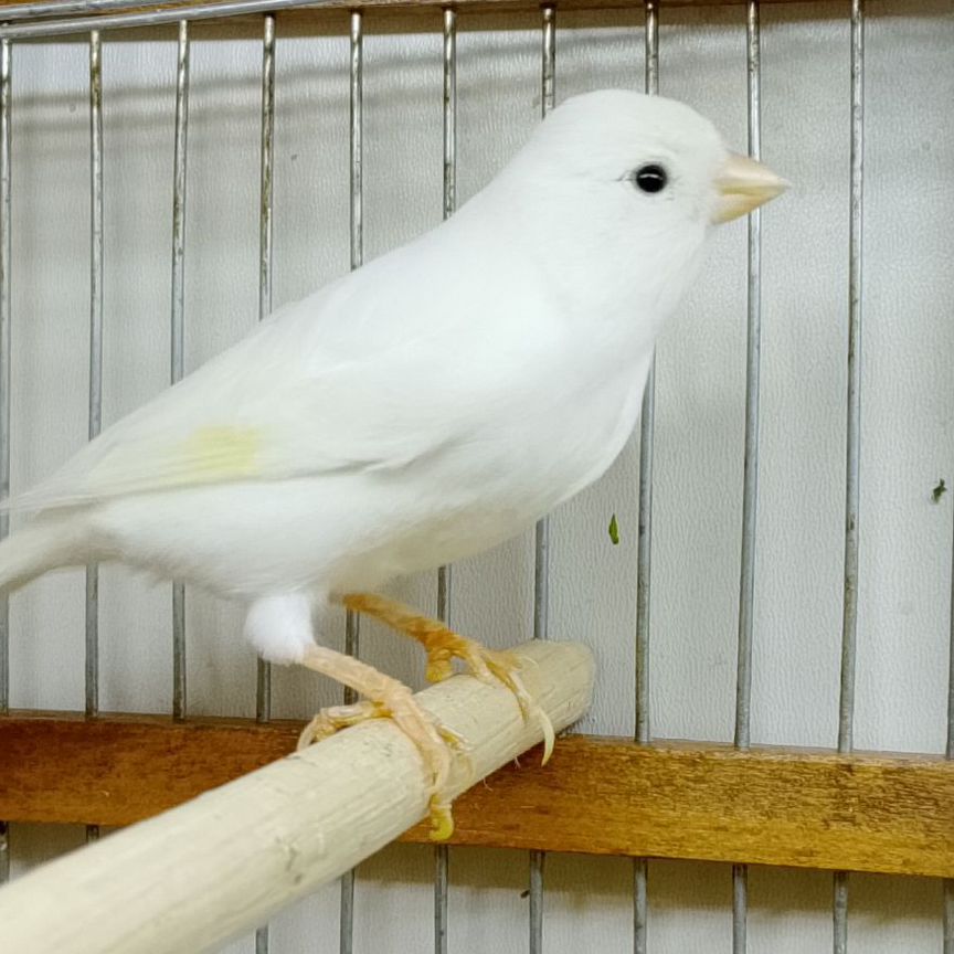Кенар