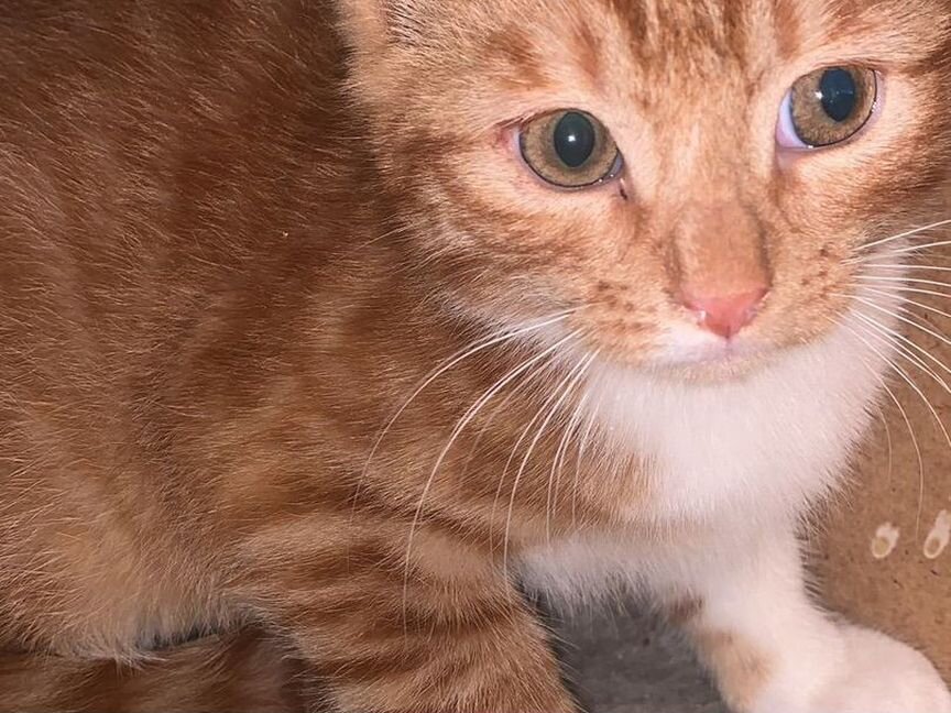 Котенок Антошка