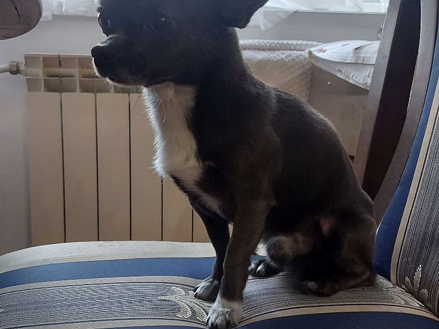 Вязка кобель чихуахуа