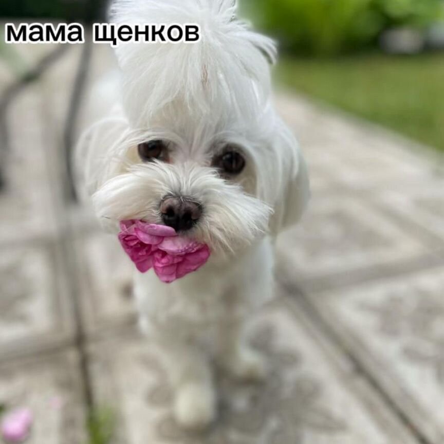 Продажа собак щенков