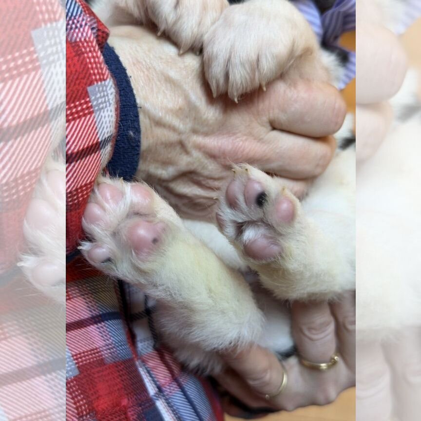 Щенок в добрые руки