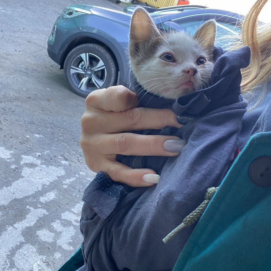 Котёнок с неотапливаемого склада