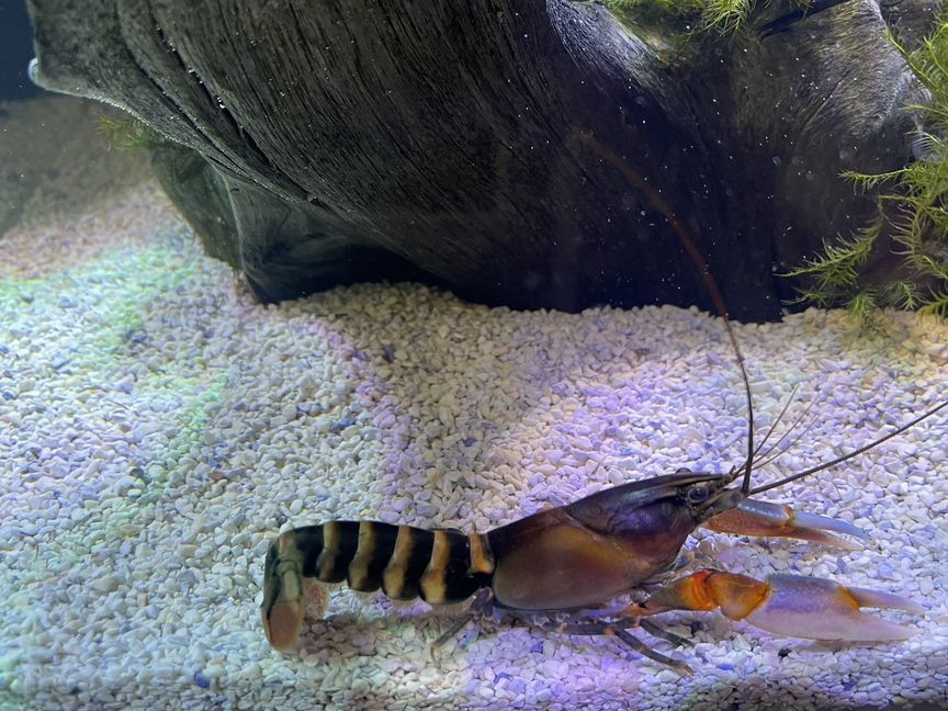 Рак Cherax papua зебровый, анцитрус, сом L-181