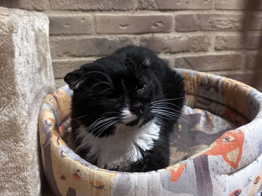 Котик в добрые руки
