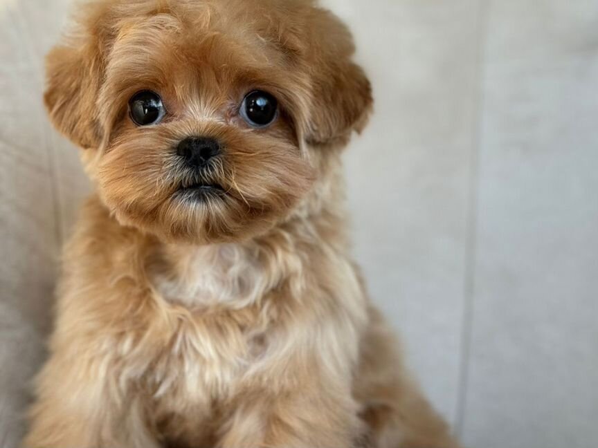 Мальтипу из Кореи в Москве