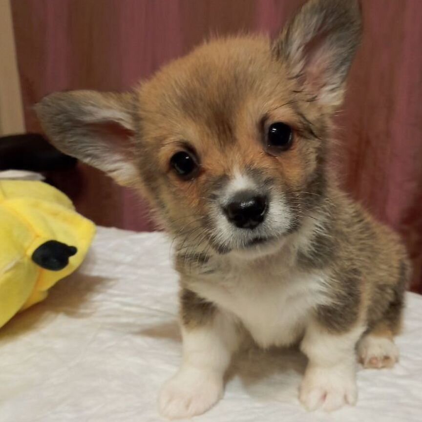 Щенки вельш-корги пемброк