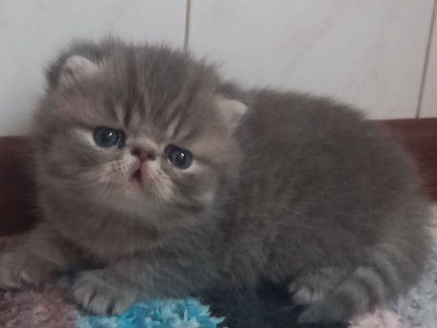 Мальчишечки перс- экзот