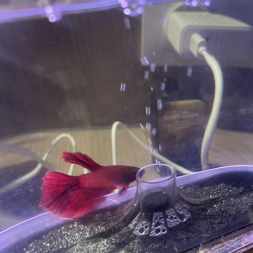 Аквариум и рыбка петушок