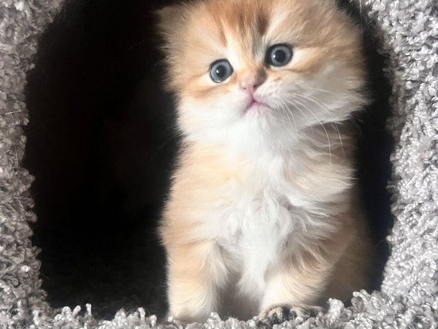 Котята золотая шиншилла
